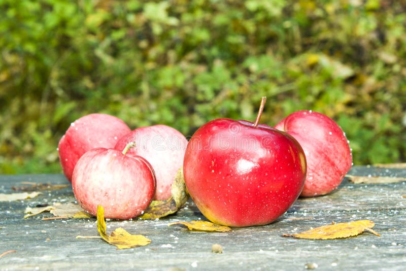 Red Apples and Autumn Leaves on a Sunny Fall Day AI Generative Stock ...