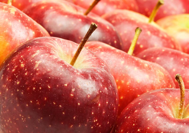 Red apples stock photo. Image of shape, organic, delicious - 17045782