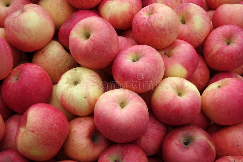 Red apples stock photo. Image of fruit, fruits, farming - 29225896