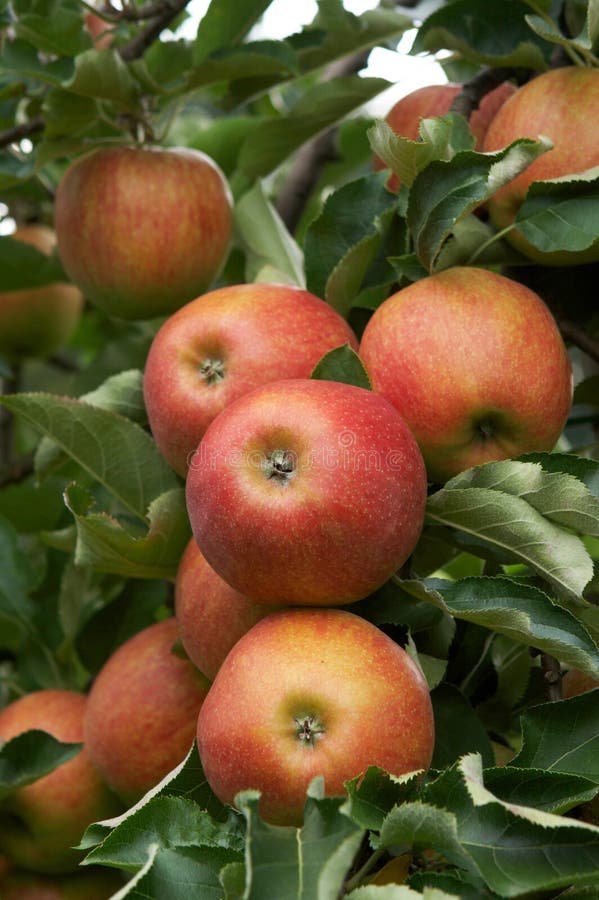 Apples on an apples-tree. stock photo. Image of ripen - 29392802
