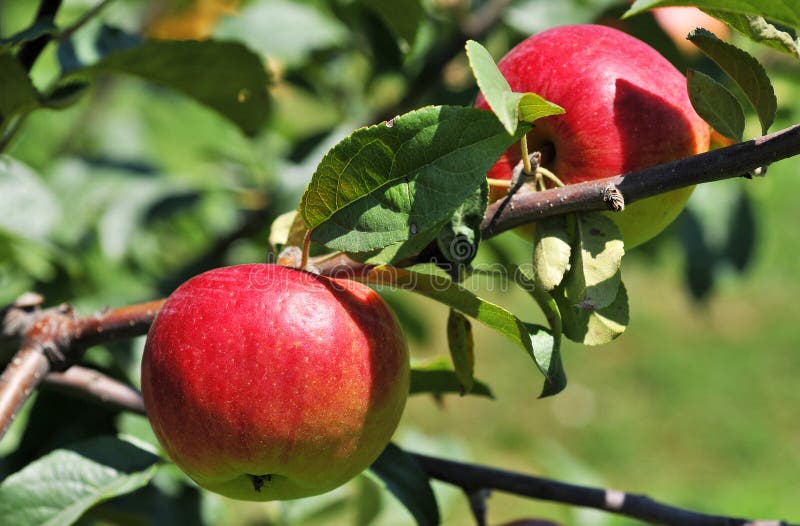 Red apples stock image. Image of bunch, farming, fruit - 5913183