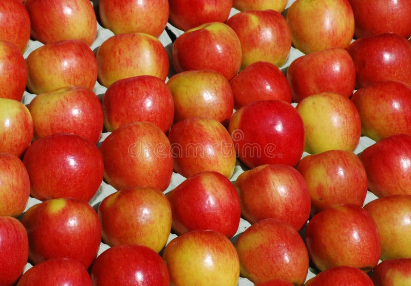 Red apples stock image. Image of real, ingredient, food - 6891361