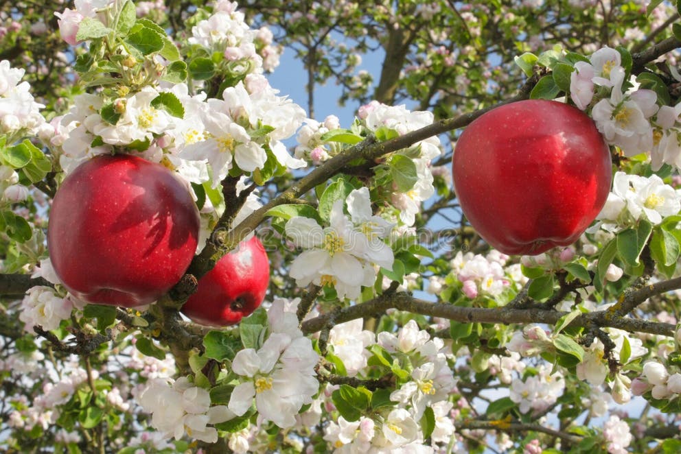 Red apples in apple tree stock image. Image of blossom - 33460913