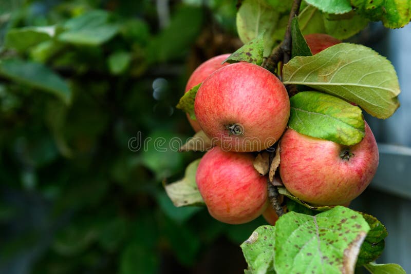 Red Apples on an Apple Tree in Autumn Time. Stock Photo - Image of ...