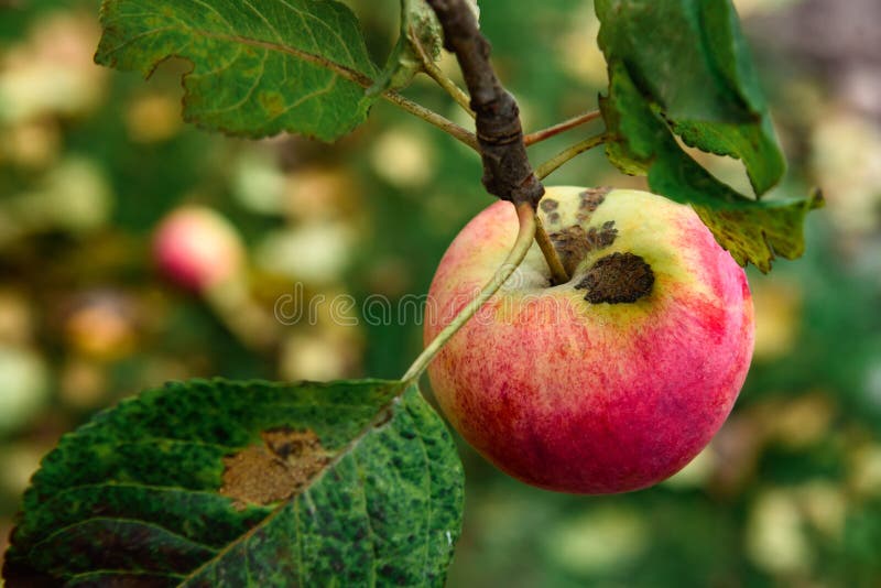 Red Apples on an Apple Tree in Autumn Time. Stock Photo - Image of leaf ...