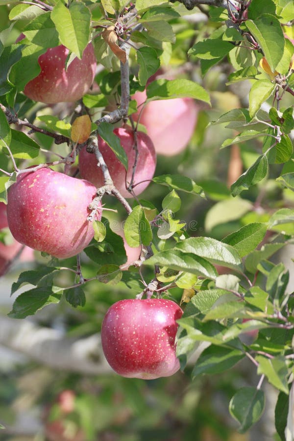 Red Apples on Apple Tree Branch Stock Image - Image of apple, color ...