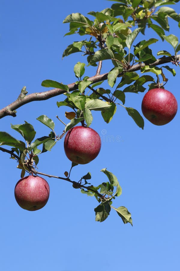 Red Apples on Apple Tree Branch Stock Photo - Image of iwte, japan ...