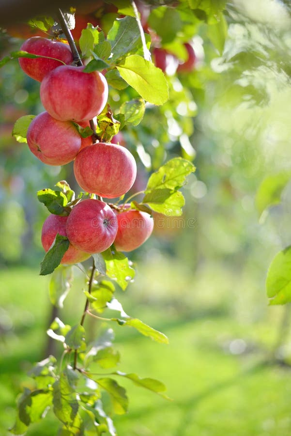 Green Apples on an Apple-tree Branch Stock Image - Image of agriculture ...
