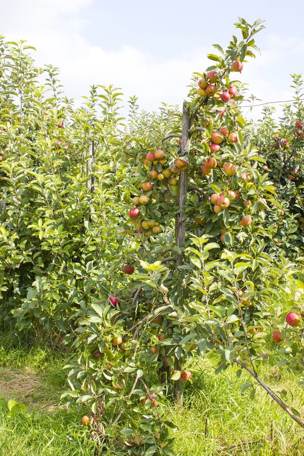 Red apples on apple tree stock image. Image of growth - 44513631