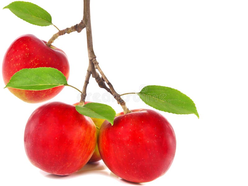 Red Apples on Apple Tree Branch Stock Photo - Image of apples, healthy ...
