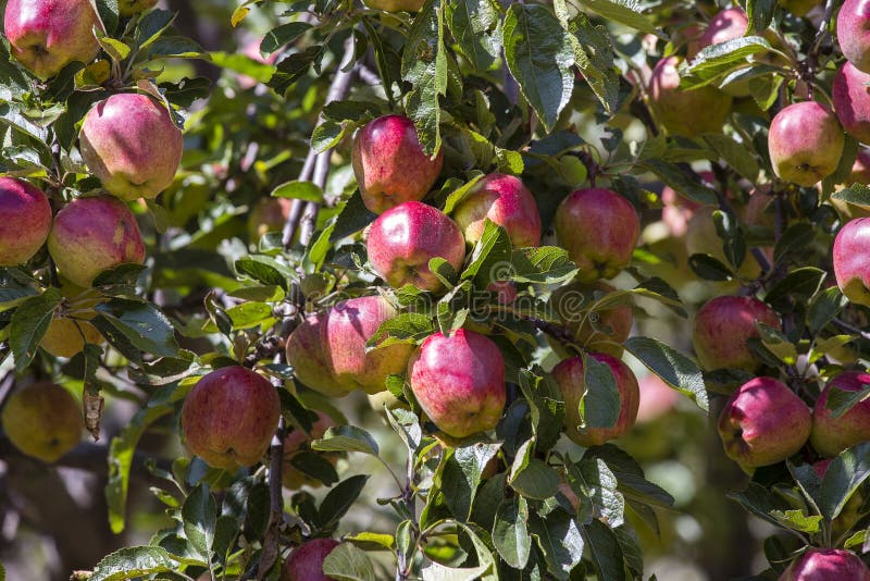 Red Apples on Apple Tree Branch . Himalayas, Nepal Stock Photo - Image ...