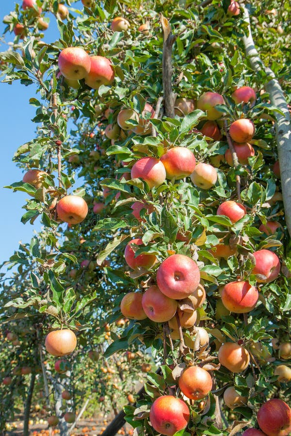 Red Apples on Apple Tree Branch. Apple Orchard on a Sunny Day Stock ...
