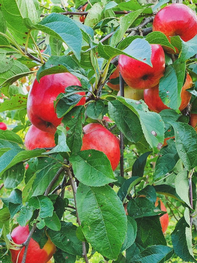 Red Apples on Apple Tree Branch in Orchard. Vertical Orientation Photo ...