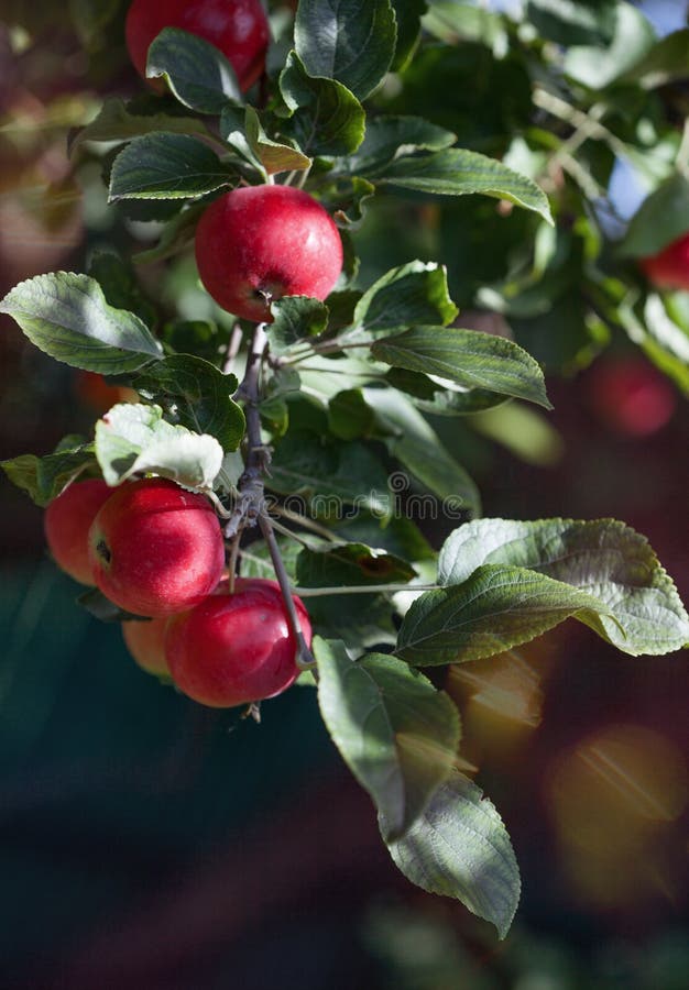 Red apples on a tree stock image. Image of yield, group - 151379179