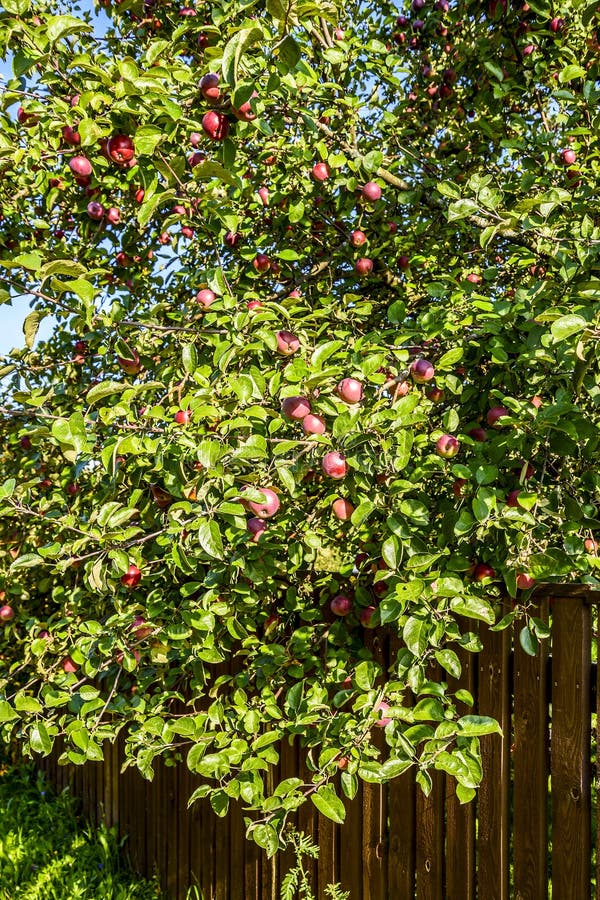 Tree Branches Hanging Over Fence Stock Photos - Free & Royalty-Free ...