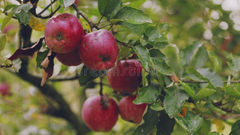 Red Apples on Apple Tree Branches Stock Video - Video of outdoors ...