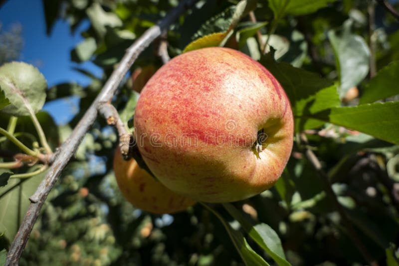 Red Apples on the Apple Tree Stock Image - Image of fall, prune: 278901813