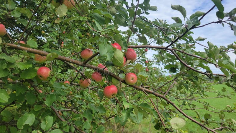 Red Wild Apples on Apple Tree, Nature Photographs Stock Photo - Image ...