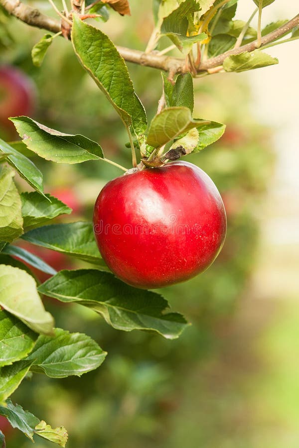 Red apples stock photo. Image of apples, apple, healthy - 78359362