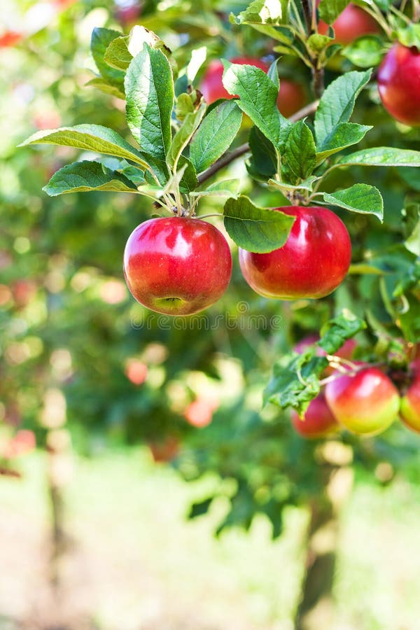 Red apples stock photo. Image of organic, nature, season - 78361680