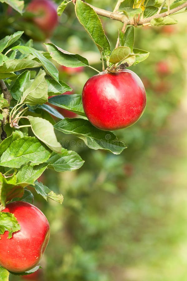 Red apples stock photo. Image of garden, organic, food - 78722998
