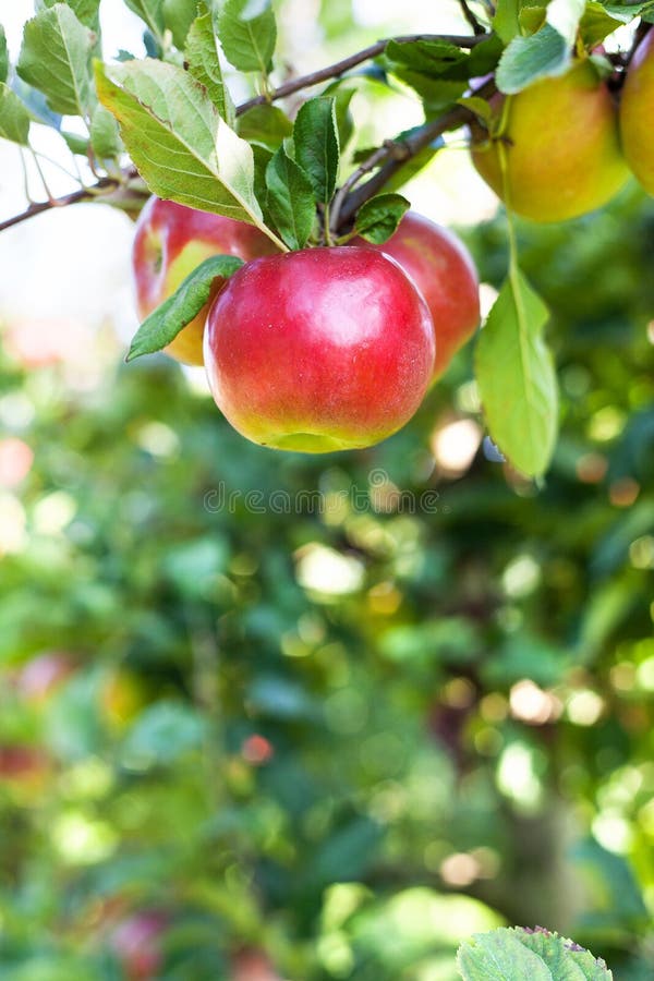 Red apples stock image. Image of season, tree, apples - 78723873