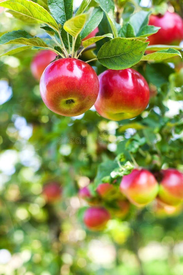 Red apples stock image. Image of organic, apple, fruit - 79361405