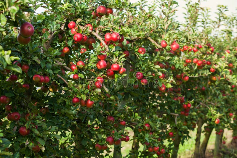 Red apples stock image. Image of tree, season, nature - 80471361