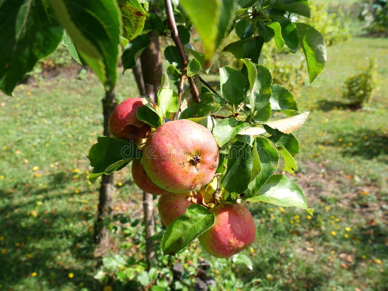 Red Apples on an Apple Tree in Summer. a Clear Sunny Day Stock Image ...