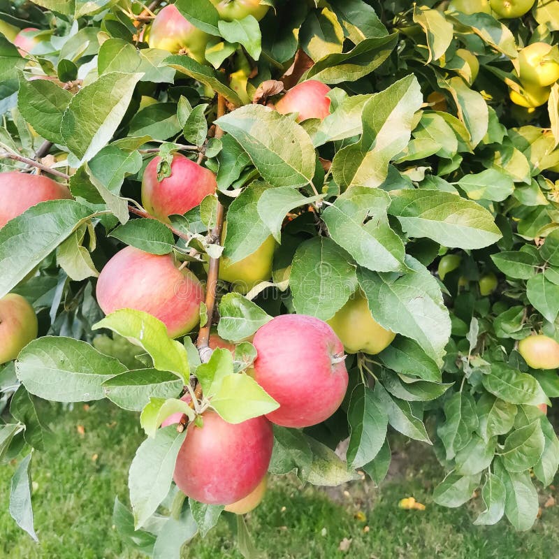 Red Apples on a Branch. Summer Day in the Garden Stock Photo - Image of ...