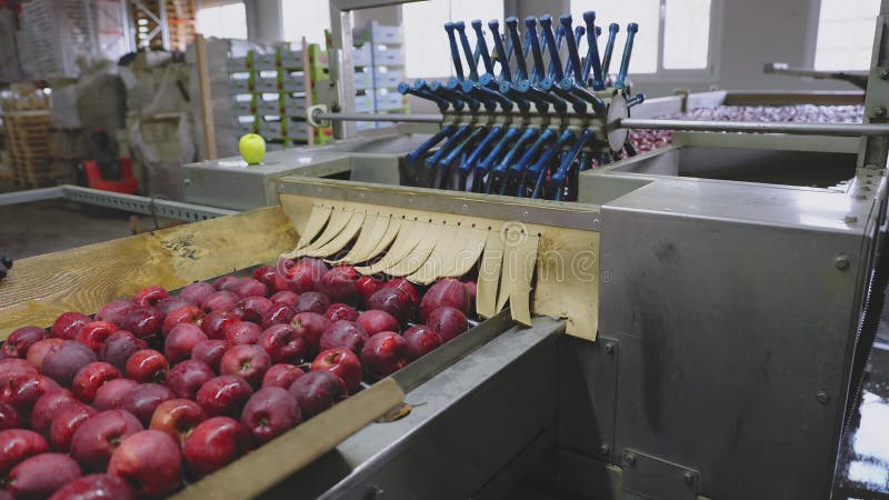 Red Apples on Automatic Sorting Line Stock Footage - Video of nature ...