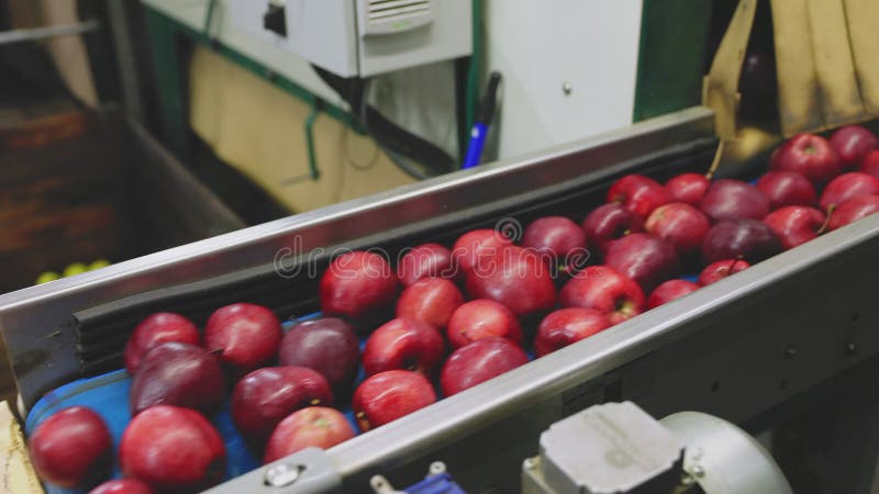 Red Apples on Automatic Sorting Line Stock Video - Video of vegetarian ...