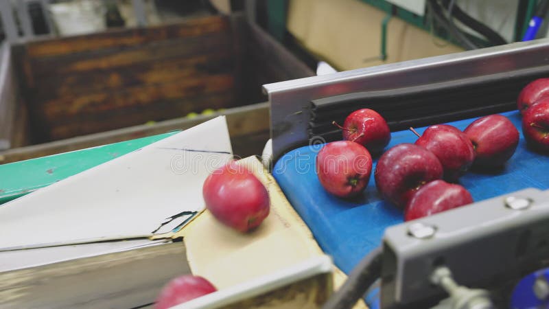Red Apples on Automatic Sorting Line Stock Video - Video of fall ...