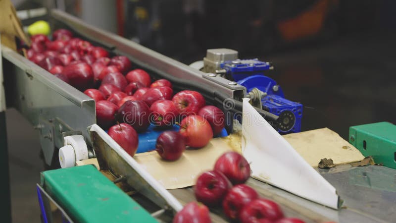 Red Apples on Automatic Sorting Line Stock Footage - Video of ...