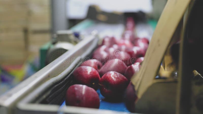 Red Apples on Automatic Sorting Line Stock Footage - Video of rural ...