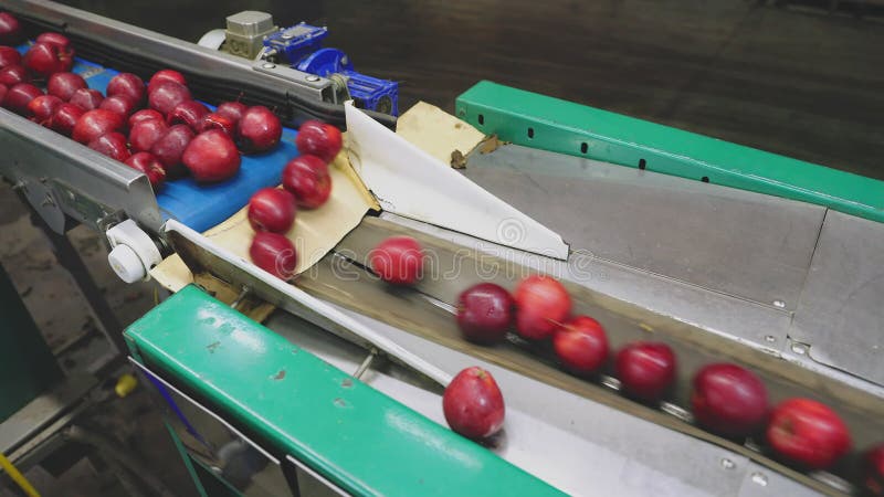 Red Apples on Automatic Sorting Line Stock Footage - Video of plant ...