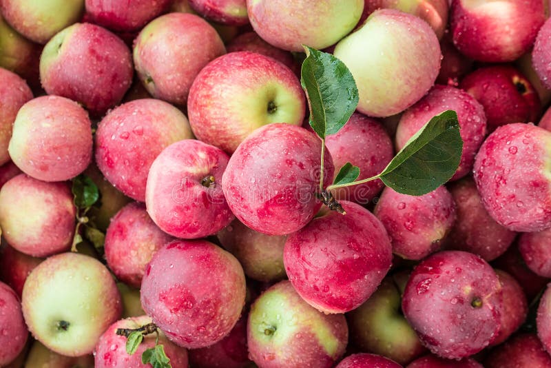 Red Apples Background stock photo. Image of closeup, nutrition - 43323288