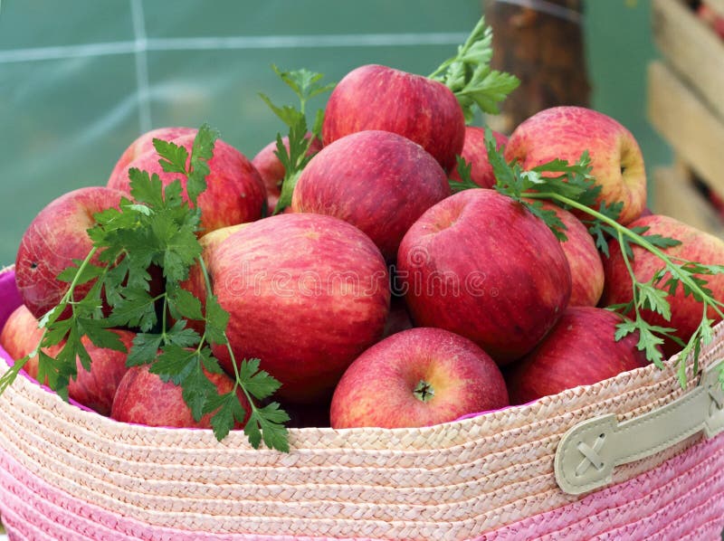 Red apples basket stock image. Image of season, fruit - 27103259