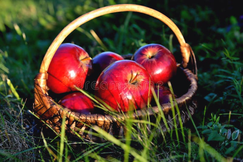 Red Apples in a Basket on Green Grass in the Rays of the Setting Stock ...