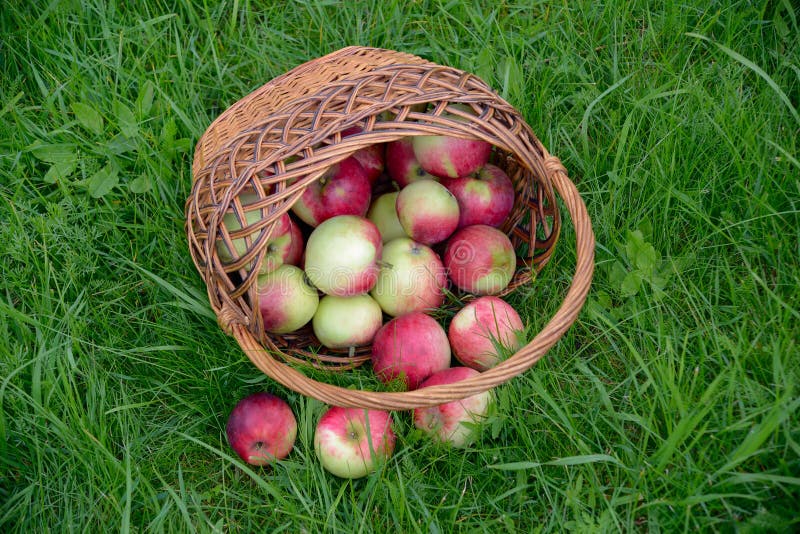Red apples in a basket stock photo. Image of juicy, farm - 77843220