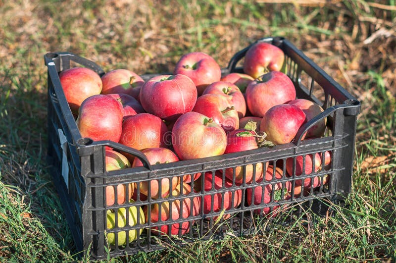 Red apples in the box stock photo. Image of fruit, leaf - 179398712