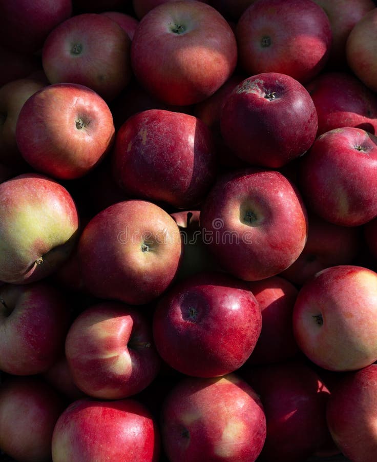 Red Apples in a Box for Sale Stock Photo - Image of bright, market ...