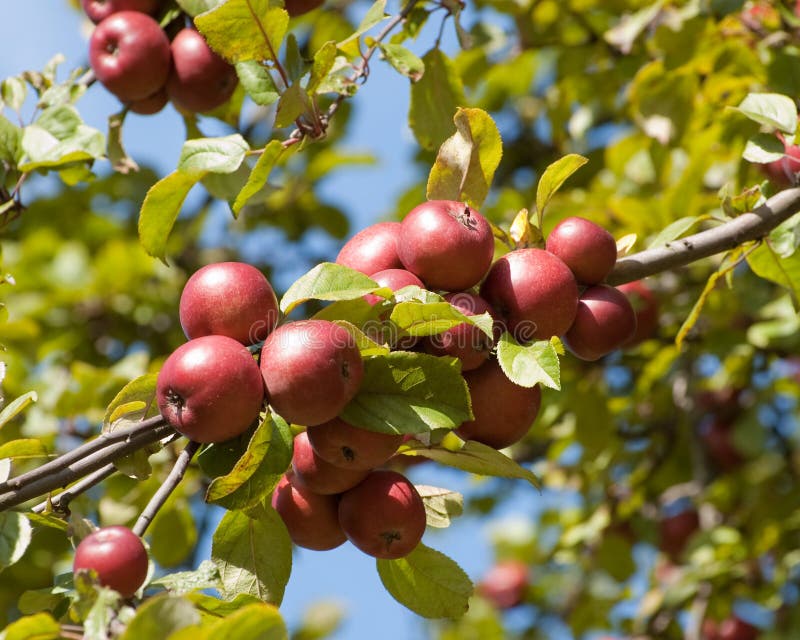Red apples on a branch stock image. Image of branch, leaves - 11478609