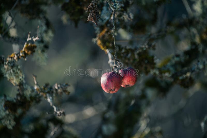 Red Apples on a Branch of an Old Apple Tree Stock Photo - Image of leaf ...