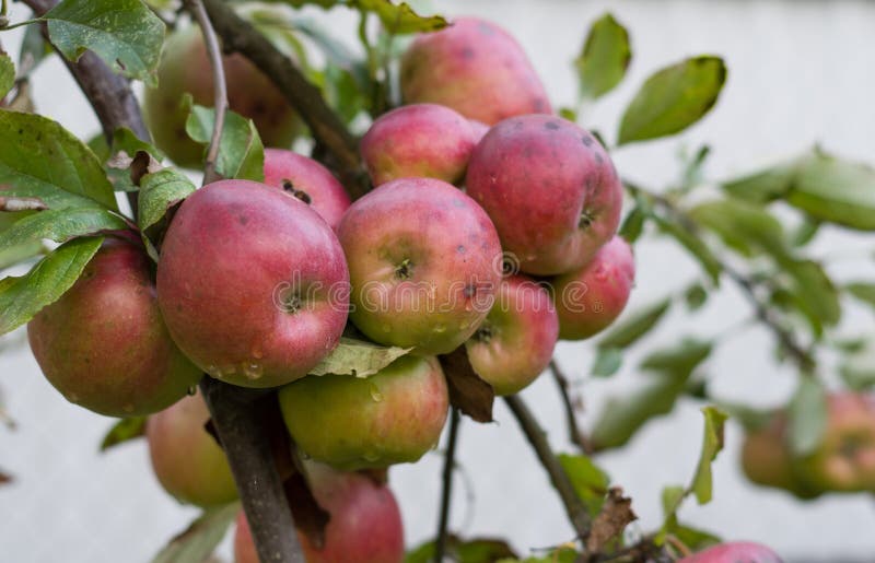 Red Apples on a Branch Outdoors Stock Photo - Image of nature, sweet ...