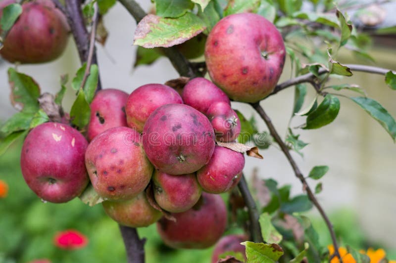 Red Apples on a Branch Outdoors Stock Photo - Image of fresh ...
