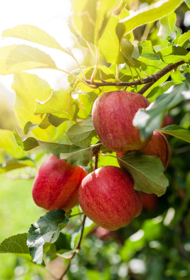 Red Barn, Apple Trees, Michigan Stock Image - Image of building, farm ...