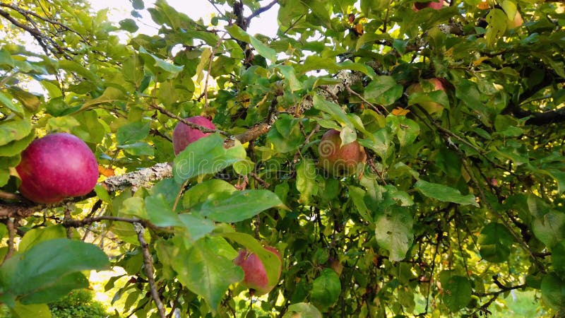 Red Apples on the Branches of an Apple Tree in an Orchard with Morning ...