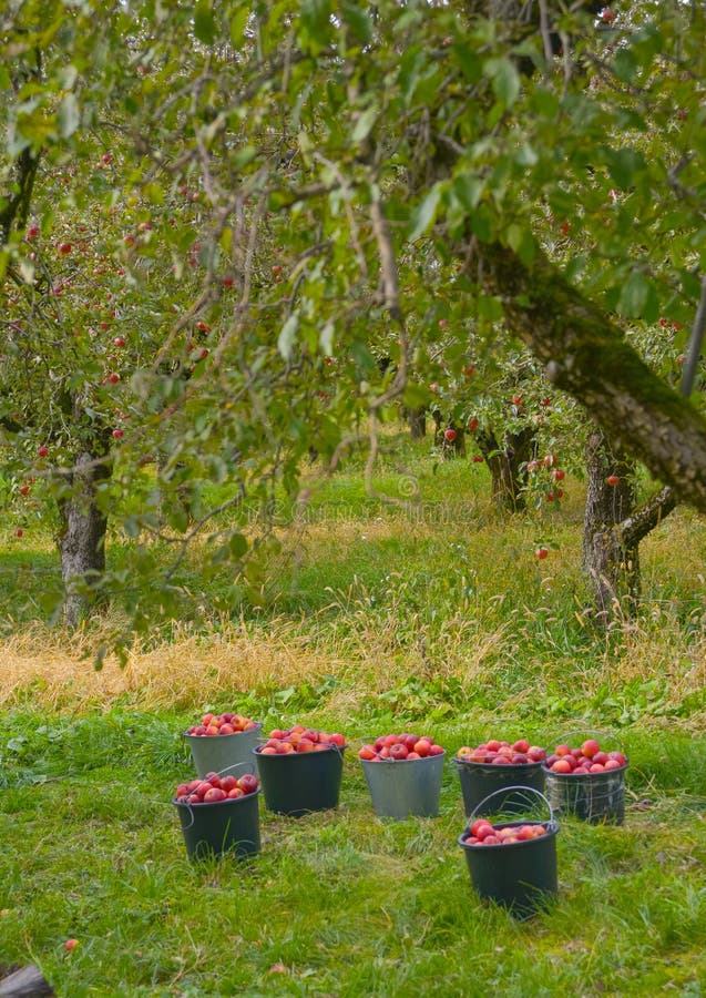 Red Apples in a Bucket Under an Apple Tree in the Garden. Harvest ...