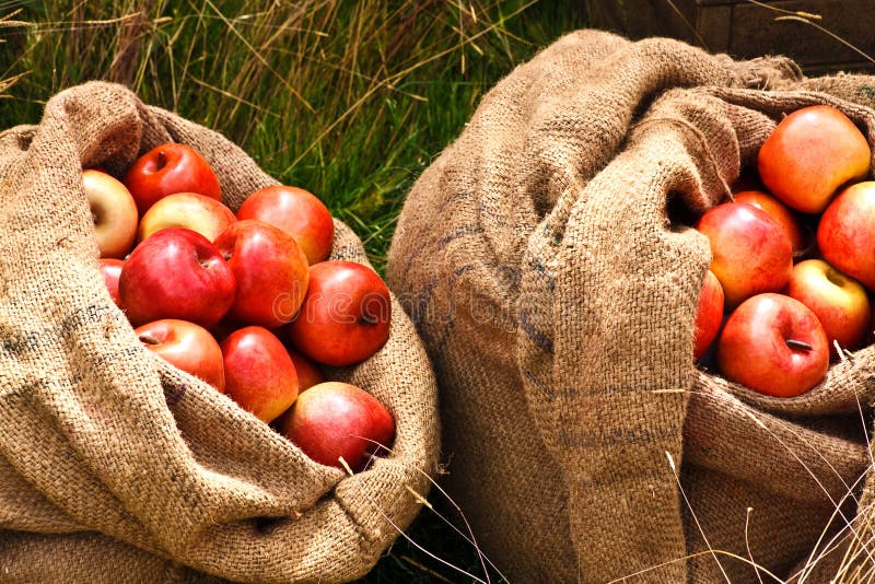 Red Apples in Burlap Bags stock image. Image of sacks - 32704891